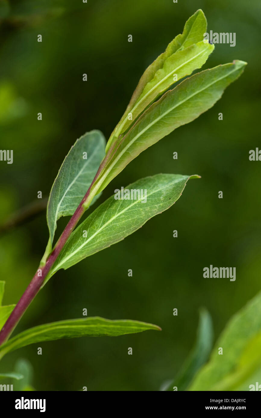 Korb weide -Fotos und -Bildmaterial in hoher Auflösung – Alamy