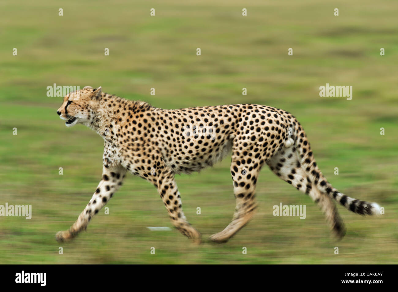 Gepard lauf -Fotos und -Bildmaterial in hoher Auflösung – Alamy