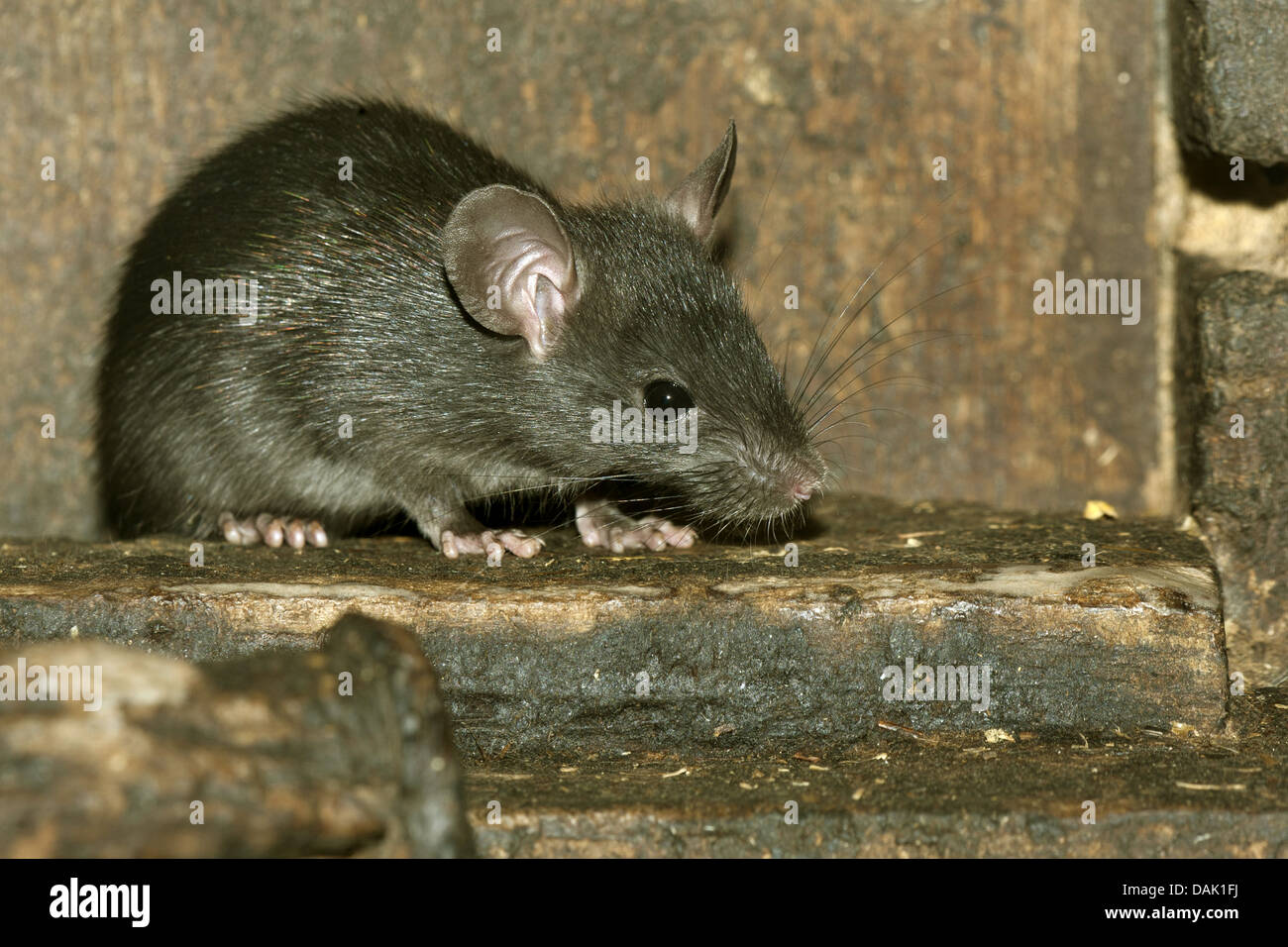 Schwarze Ratte, Dach-Ratte, Haus Ratte, Schiff Ratte (Rattus Rattus ...