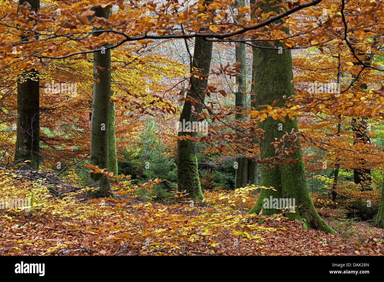 Rotbuche (Fagus Sylvatica), Buchenwald im Herbst, Belgien, Ardennen ...