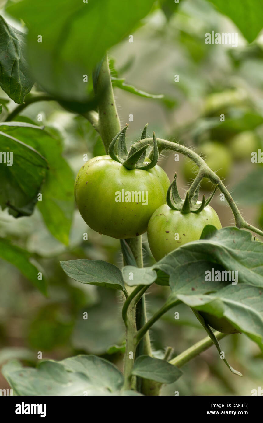Schone Tomaten Im Garten Ebenbild
