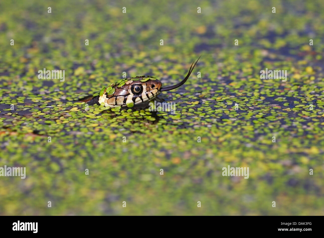 Ringelnatter (Natrix Natrix) Erwachsenen Schwimmen im Wasser mit Zunge ...