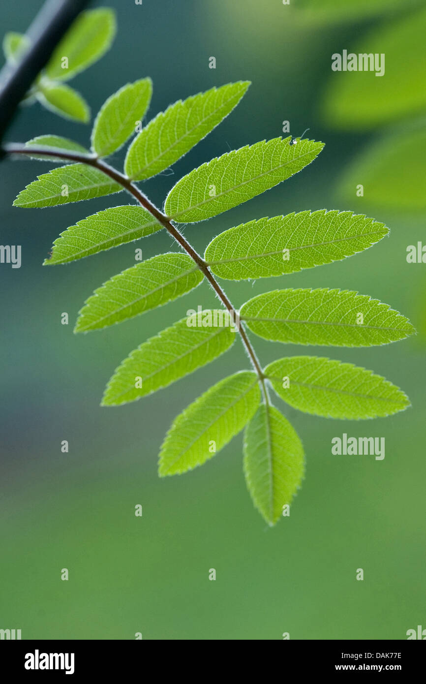 Europäische-Vogelbeerbaum, Eberesche (Sorbus Aucuparia), Blatt auf ...