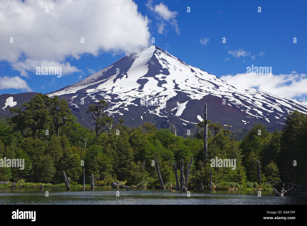 Vulkan Llaima Blick vom Laguna Captron, Chile, Patagonien, Anden ...