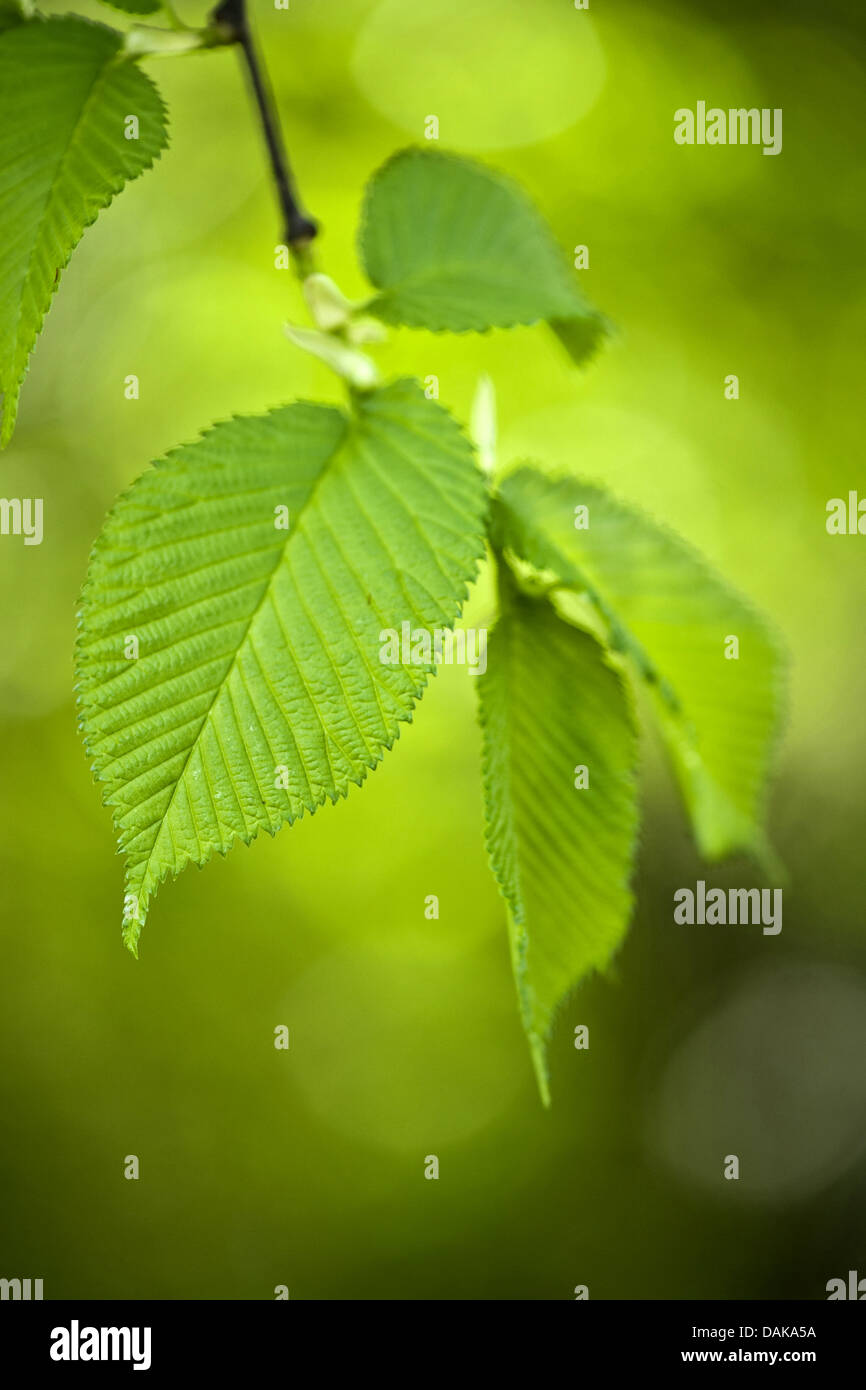 Elm Tree Leaf Stockfotos und -bilder Kaufen - Alamy