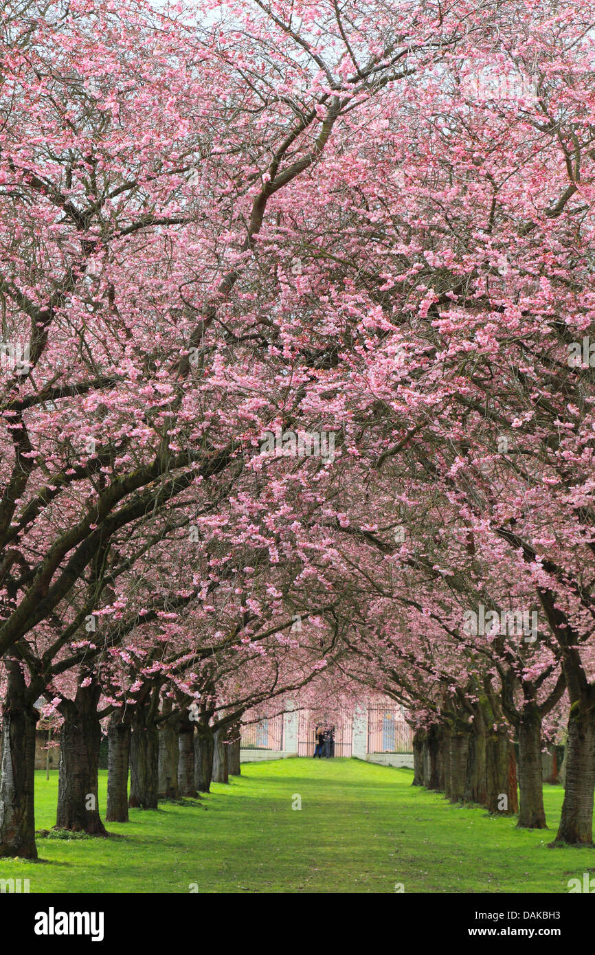 Kirschbaum allee -Fotos und -Bildmaterial in hoher Auflösung – Alamy