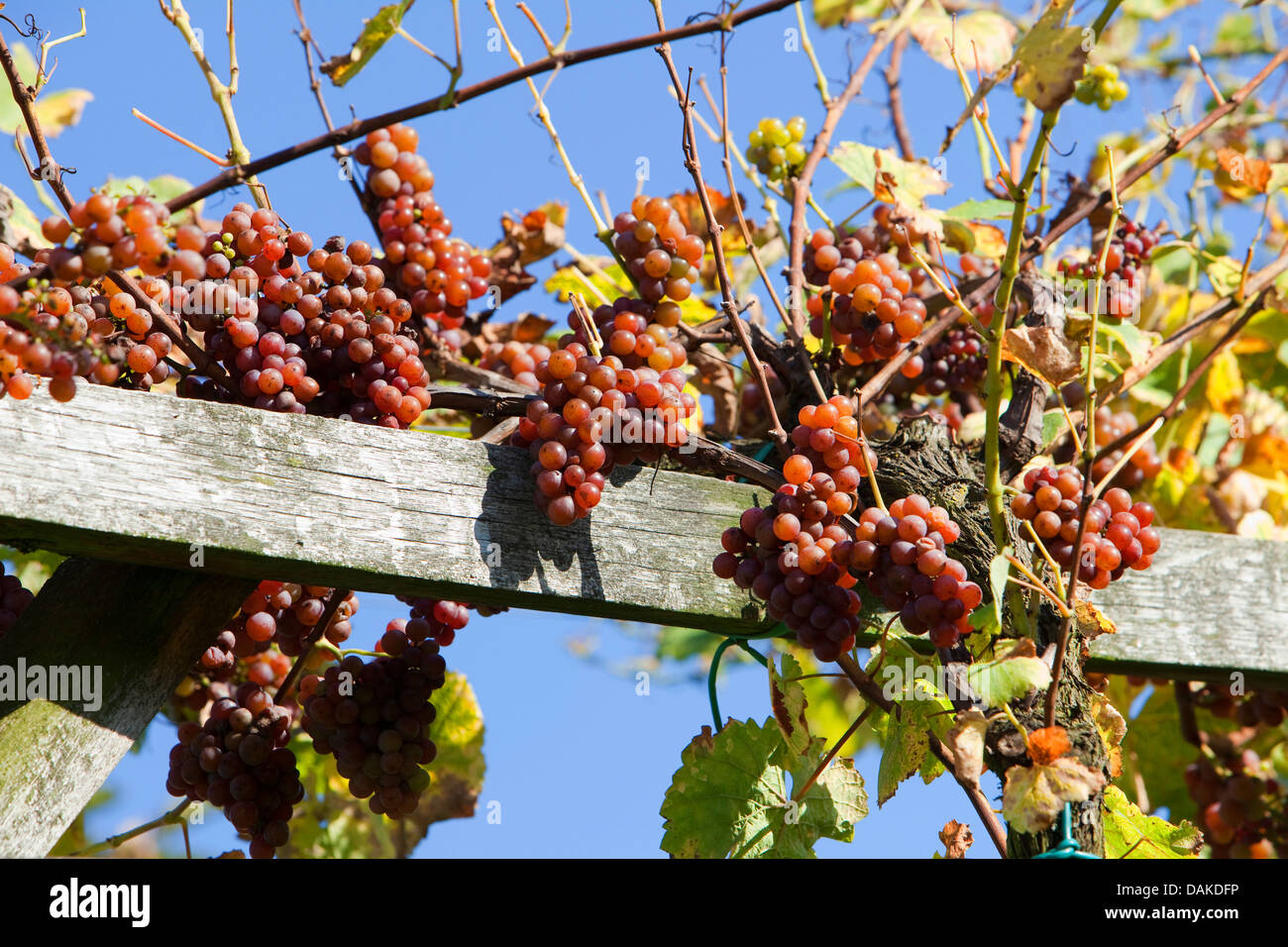 Rote trauben vitis vinifera Stockfotos und -bilder Kaufen - Alamy