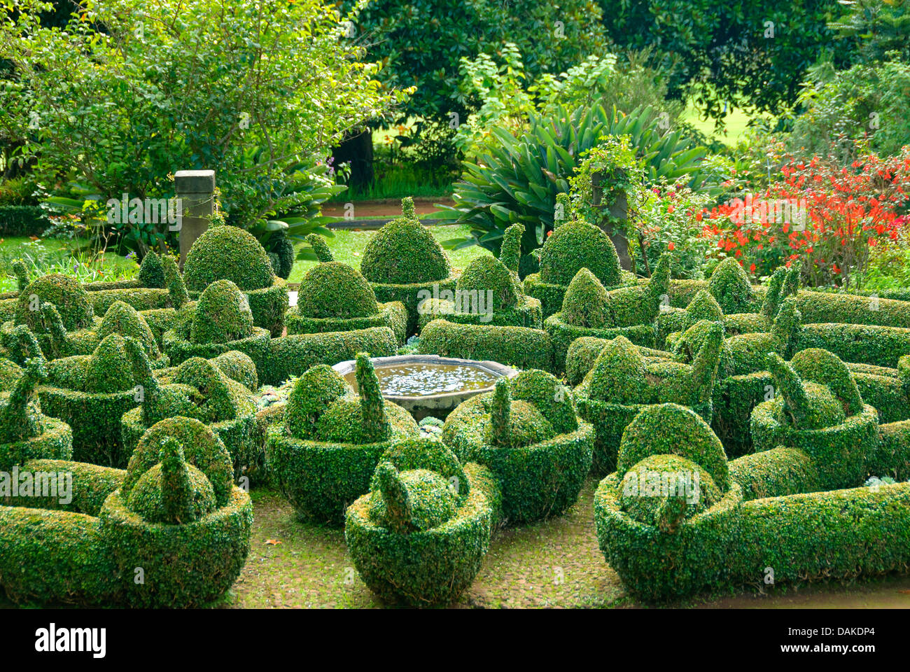 Gewöhnlicher Buchsbaum Stockfotos und -bilder Kaufen - Alamy