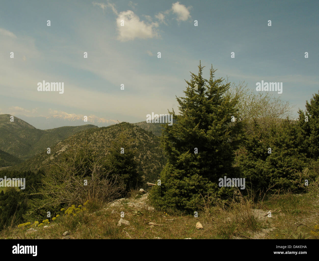 Syrischer wacholder juniperus drupacea -Fotos und -Bildmaterial in ...