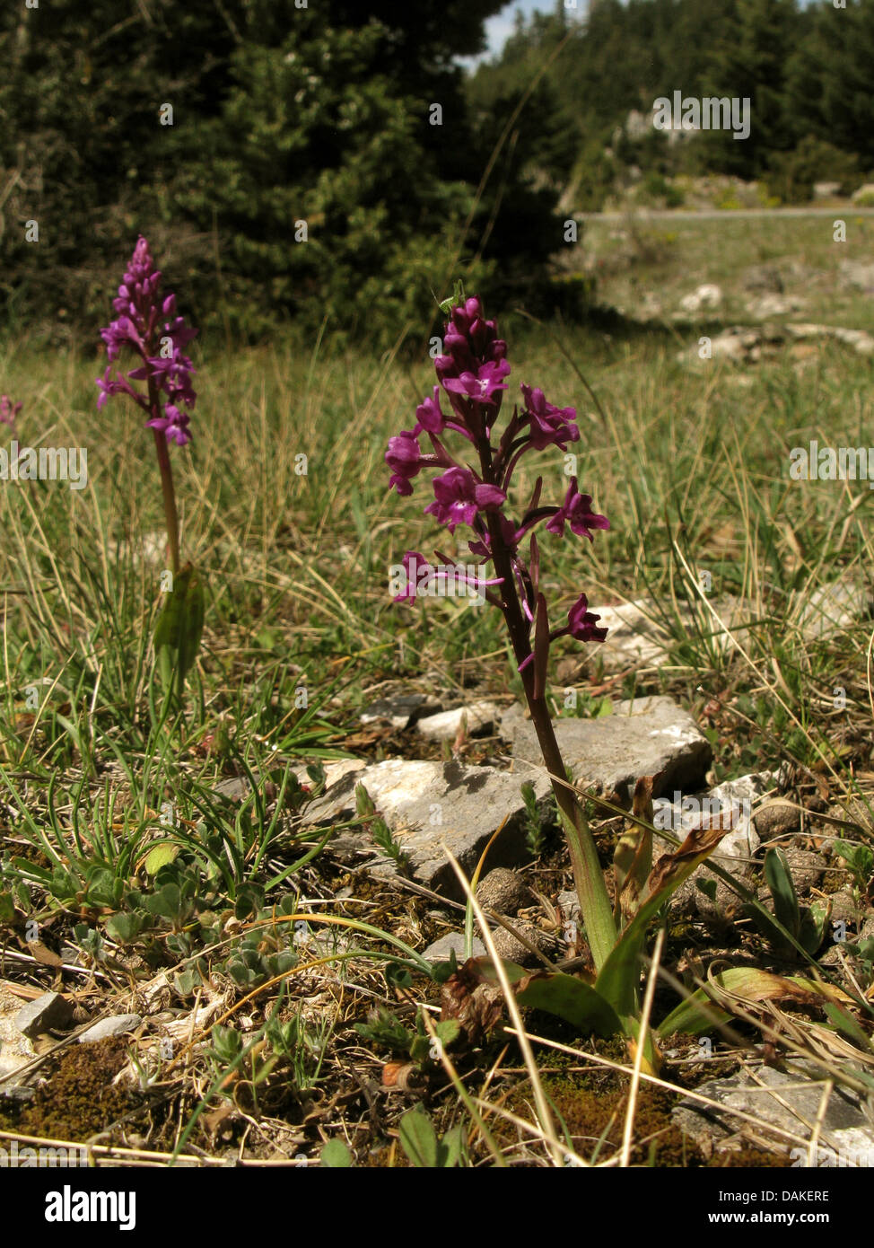Vier vor Ort Orchis, vier entdeckt Orchis (Orchis Quadripunctata), auf ...