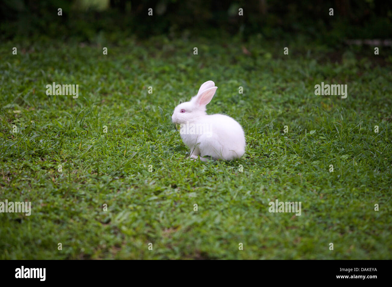 Weißer Hase Stockfotos & Weißer Hase Bilder - Alamy