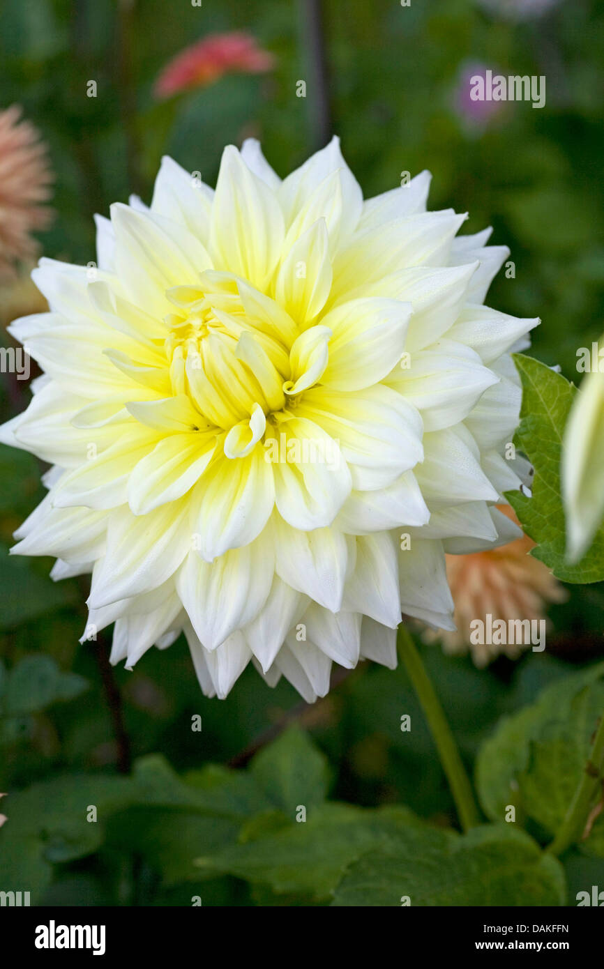 Dahlia alvas supreme -Fotos und -Bildmaterial in hoher Auflösung – Alamy