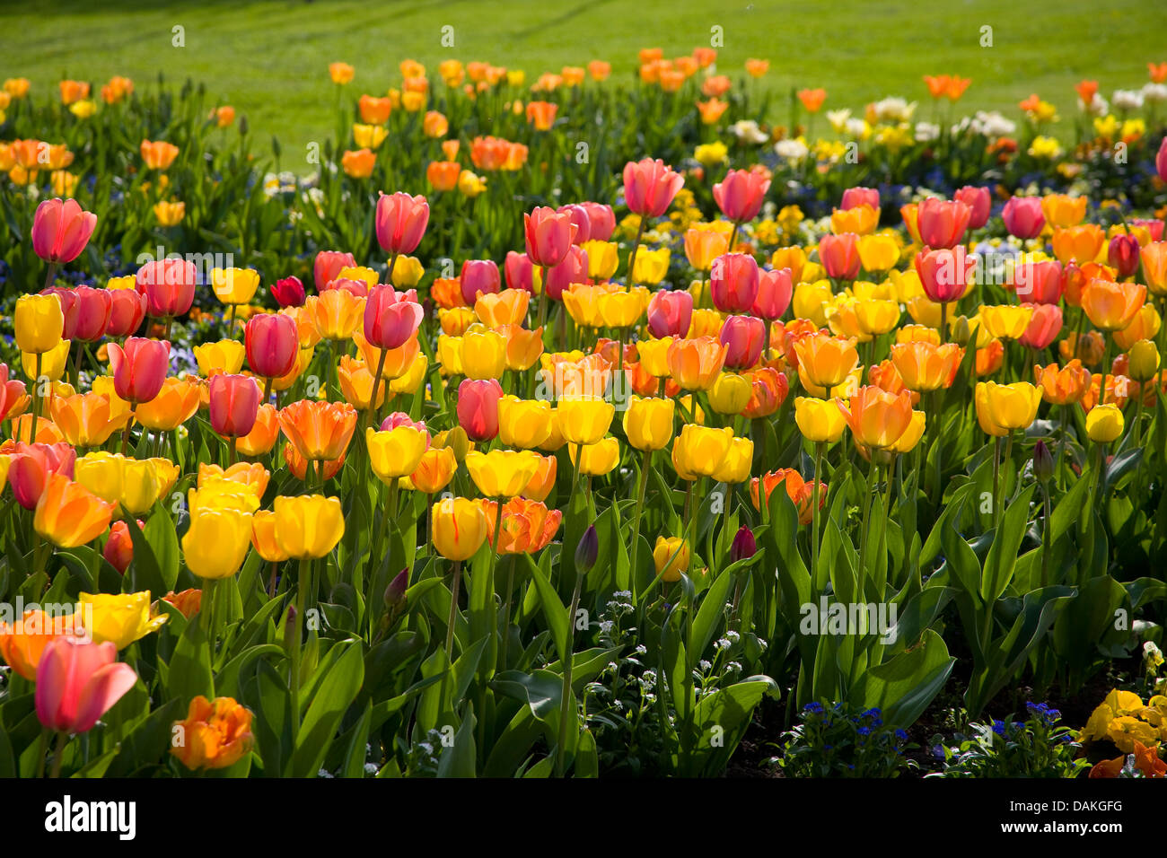 Common Garden Tulip Tulipa Gesneriana Stockfotos und -bilder Kaufen - Alamy