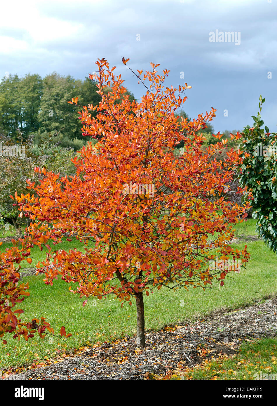 Crataegus persimilis mcleod -Fotos und -Bildmaterial in hoher Auflösung ...