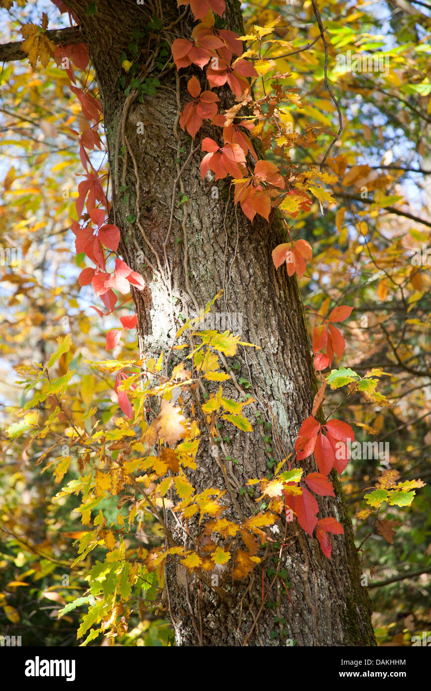Wildem Wein, Woodbine (Parthenocissus spec.), ranken am Stamm des ...