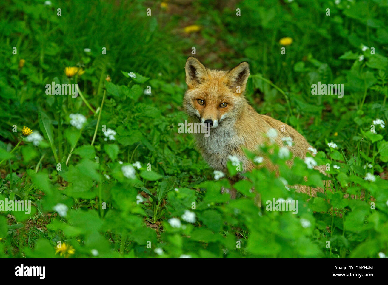 Fuchs rotfuchs tier im wald sitzen -Fotos und -Bildmaterial in hoher ...