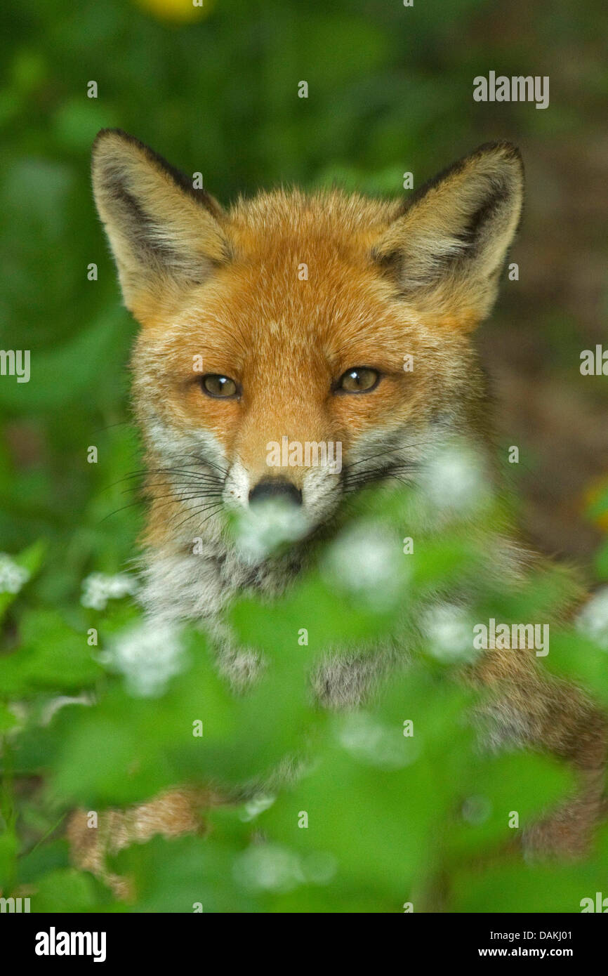 Fuchs rotfuchs tier im wald sitzen -Fotos und -Bildmaterial in hoher ...