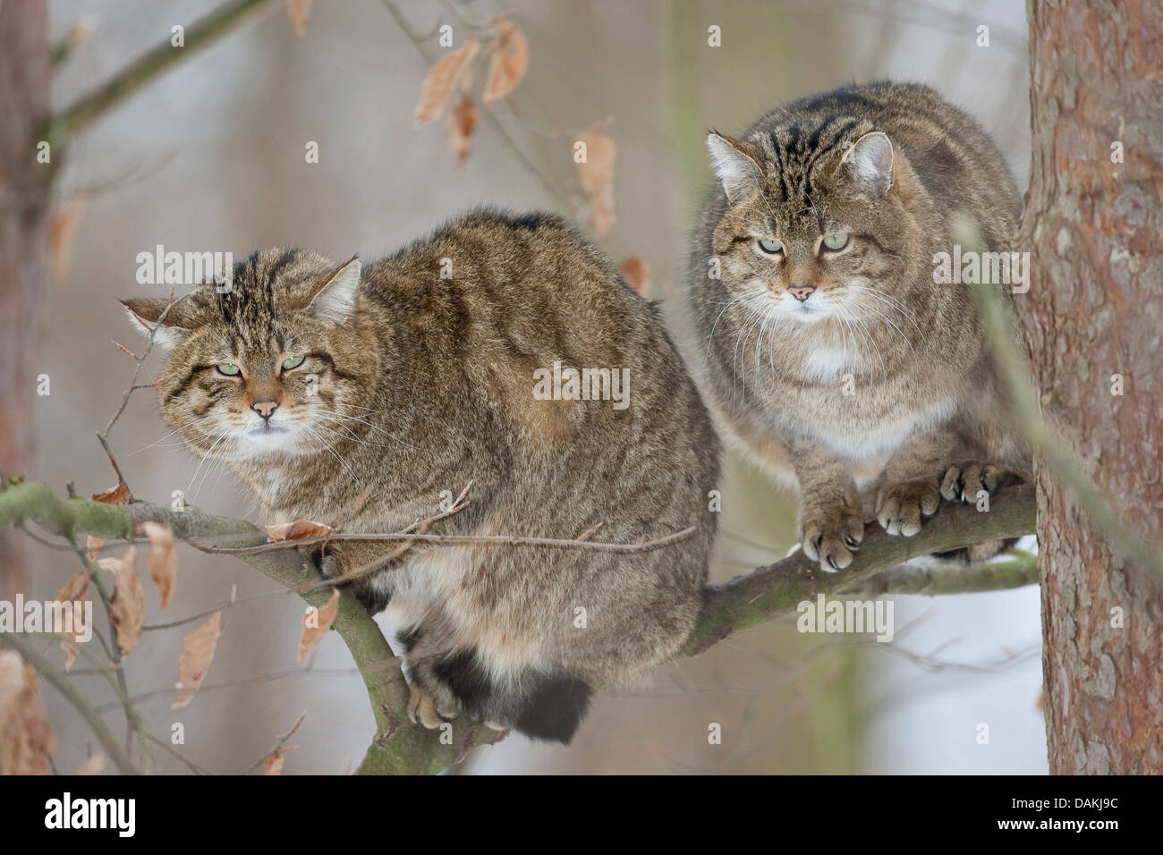 Europäische Wildkatze, Wald Wildkatze (Felis Silvestris Silvestris ...