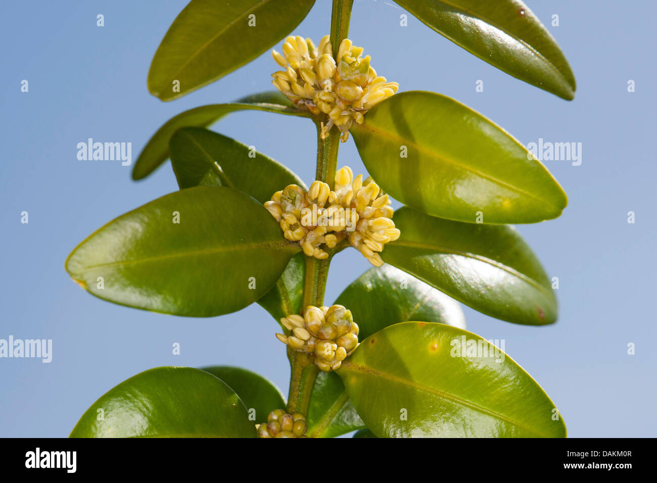 Gemeiner buchsbaum -Fotos und -Bildmaterial in hoher Auflösung – Alamy
