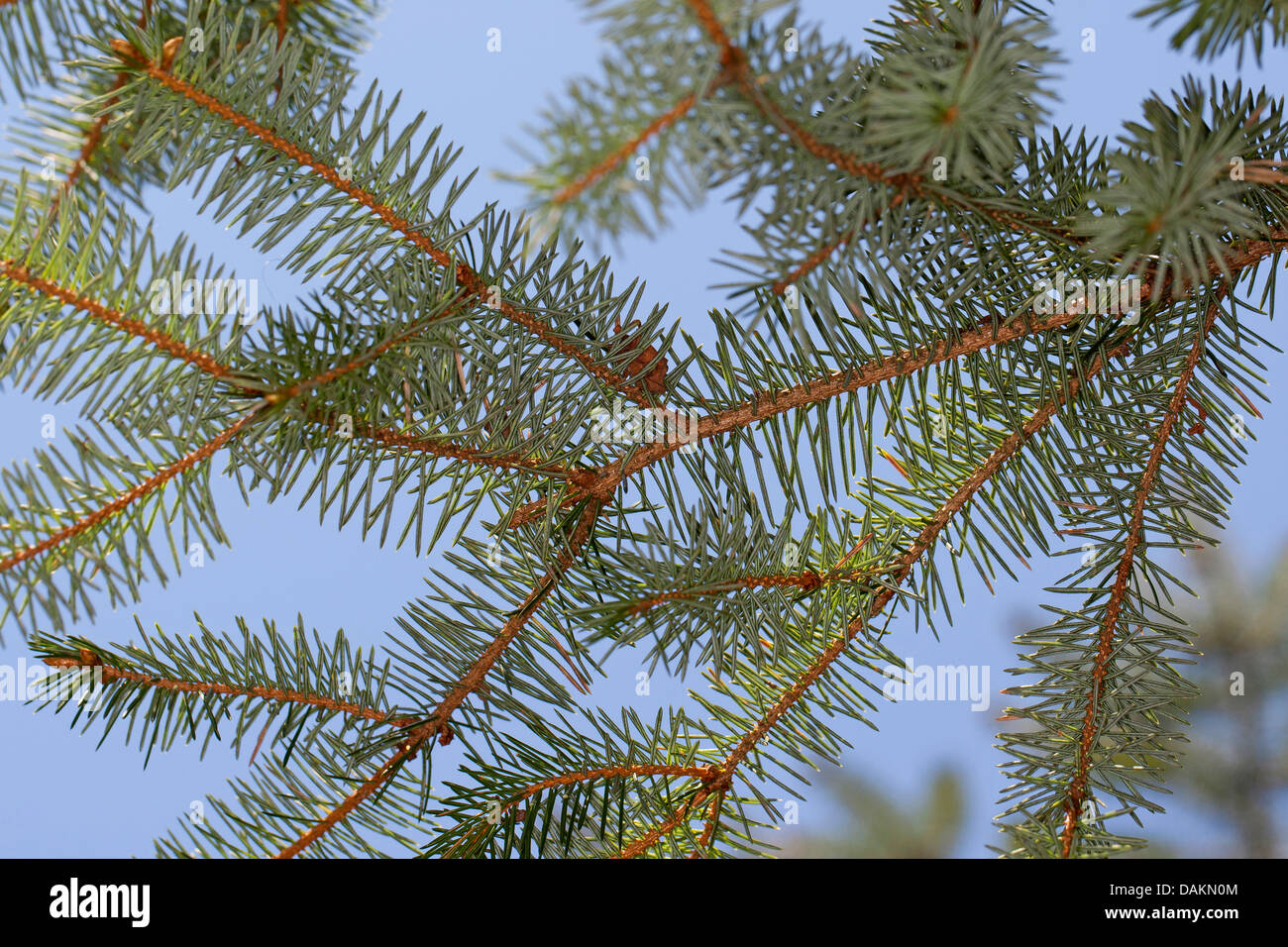 Sitka Fichte (Picea Sitchensis), Niederlassung von unten ...