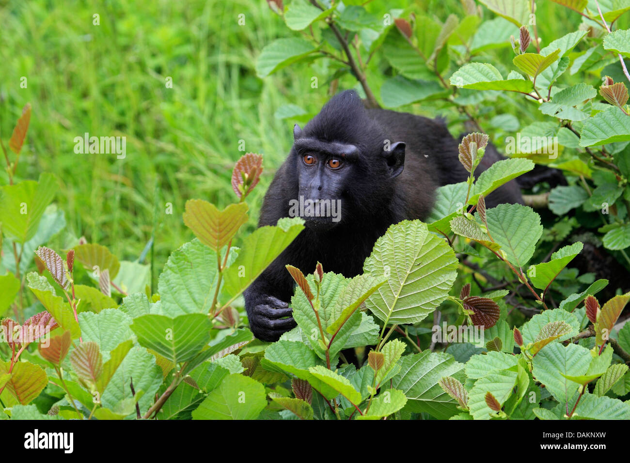 Cynopithecus nigra -Fotos und -Bildmaterial in hoher Auflösung – Alamy