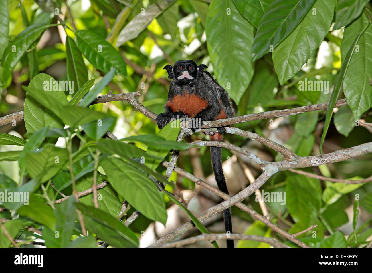 Saguinus labiatus -Fotos und -Bildmaterial in hoher Auflösung – Alamy