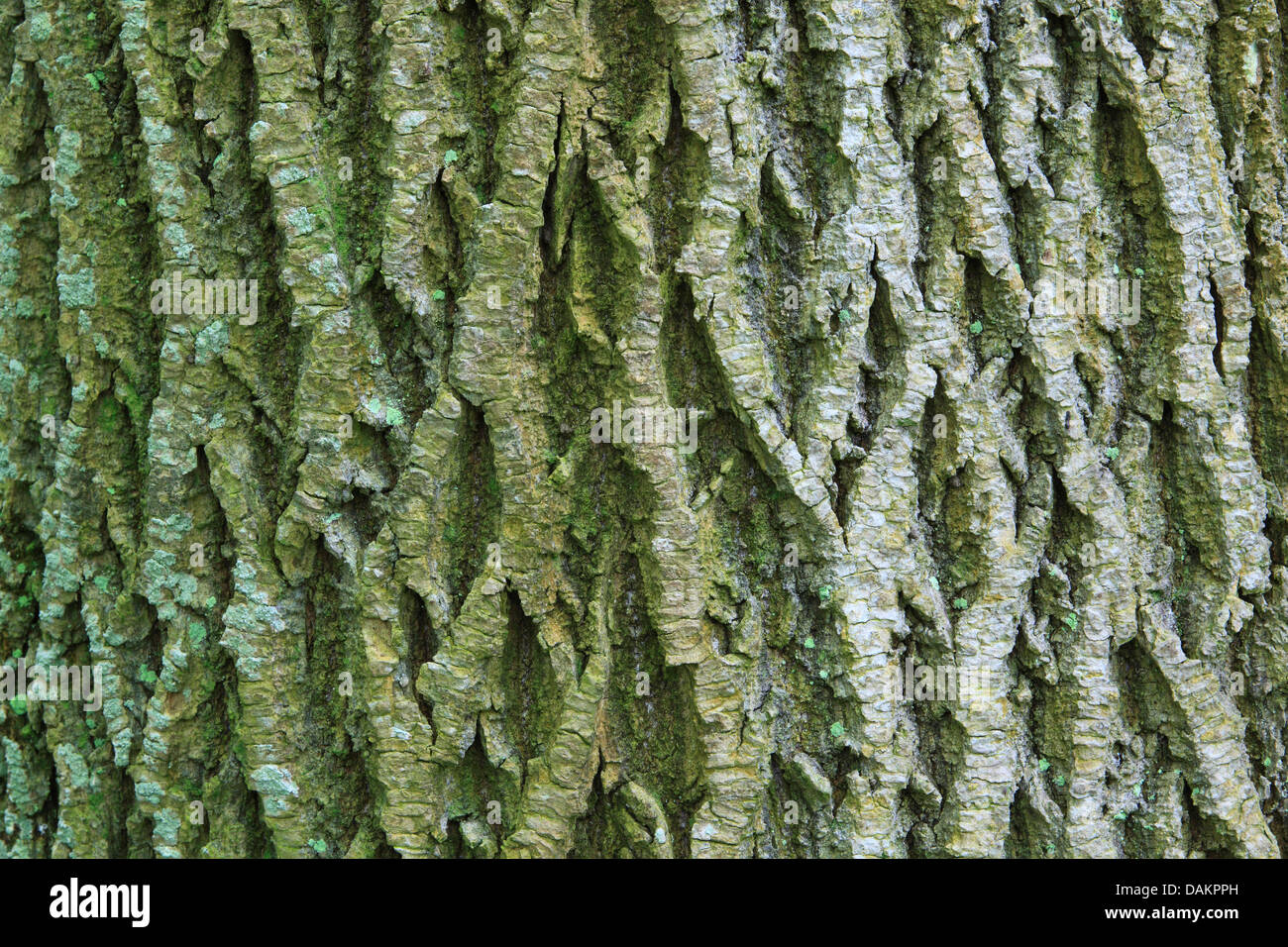 Spitz-Ahorn (Acer Platanoides), Rinde der Ahorn, Schweiz ...