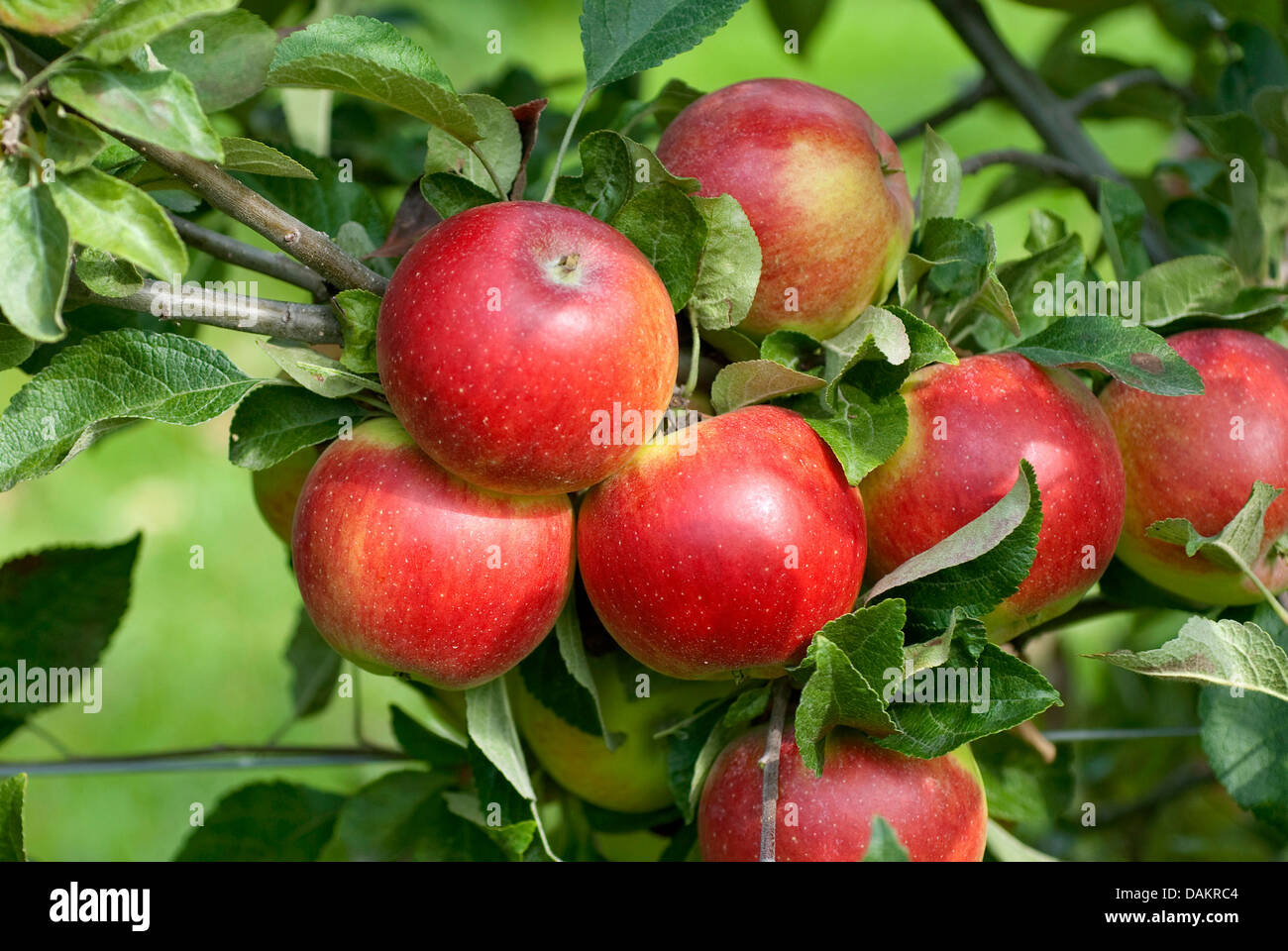 Apfelbaum (Malus Domestica 'Mini-Cox', Malus Domestica Mini-Cox), Sorte ...