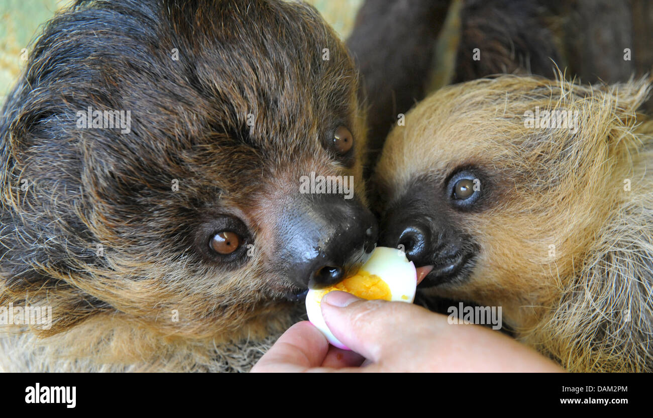 Mutter und babyfaultiere -Fotos und -Bildmaterial in hoher Auflösung ...