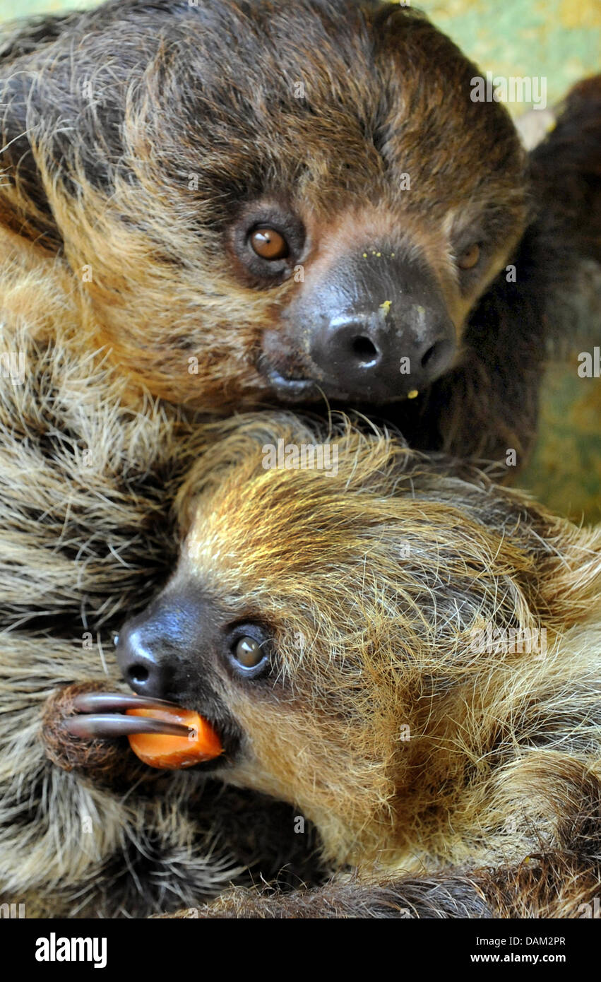 Mutter und babyfaultiere -Fotos und -Bildmaterial in hoher Auflösung ...