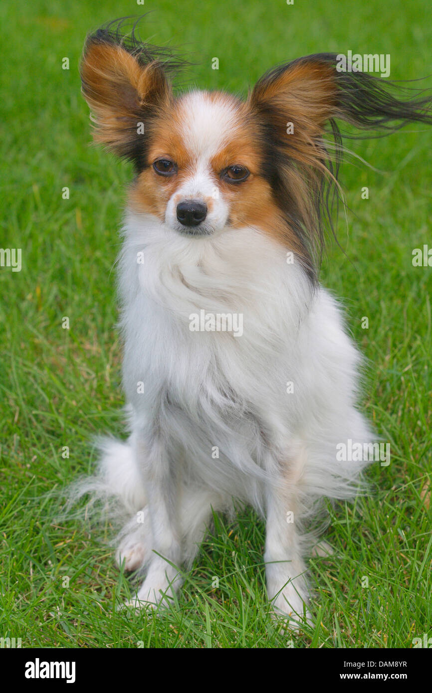 Das papillon -Fotos und -Bildmaterial in hoher Auflösung – Alamy