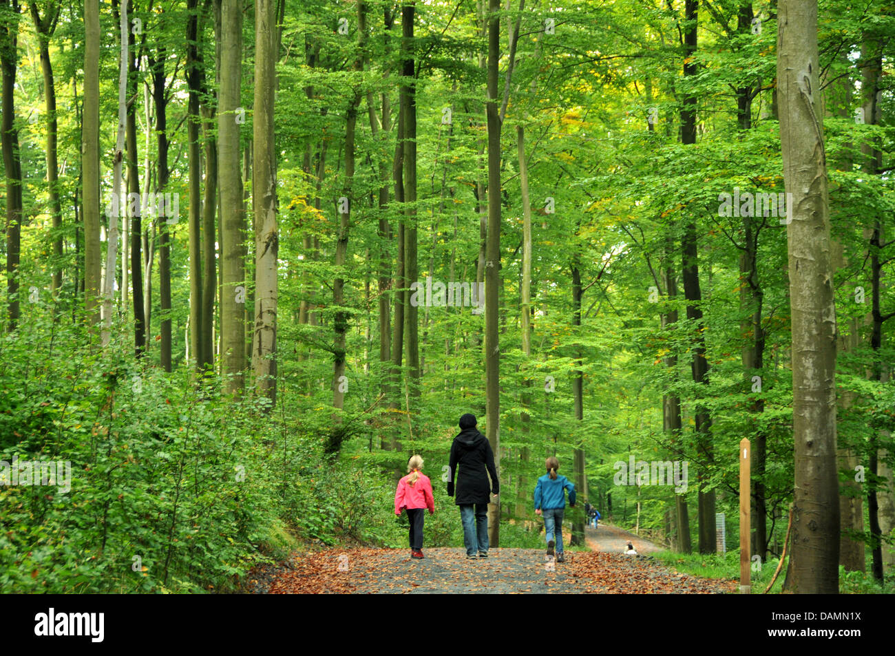 Kellerwald edersee national park -Fotos und -Bildmaterial in hoher ...