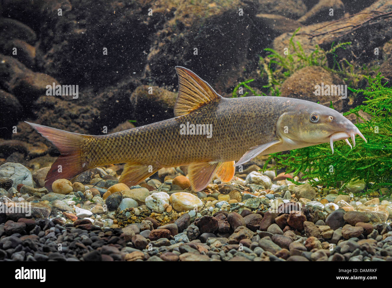 Barbe barbus barbus -Fotos und -Bildmaterial in hoher Auflösung – Alamy