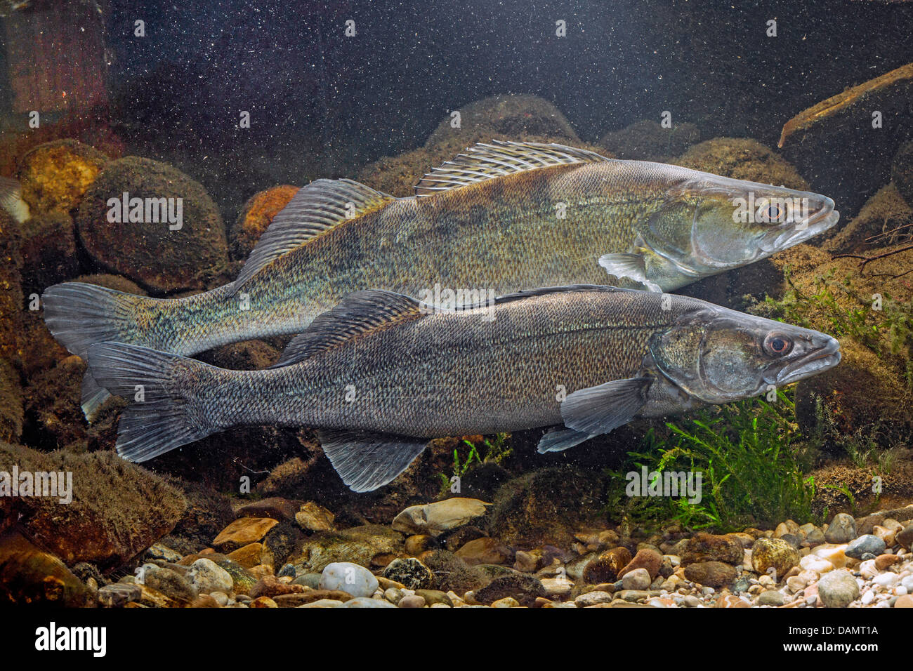 Laich barsch -Fotos und -Bildmaterial in hoher Auflösung – Alamy