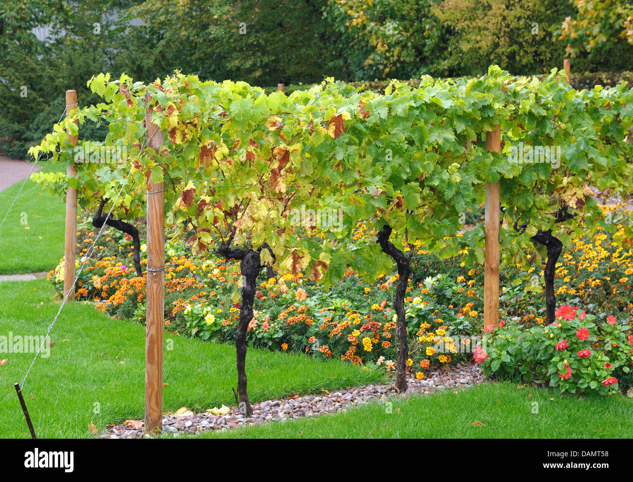 Rebe, Weinrebe (Vitis Vinifera), Rebe Spalier, Deutschland ...