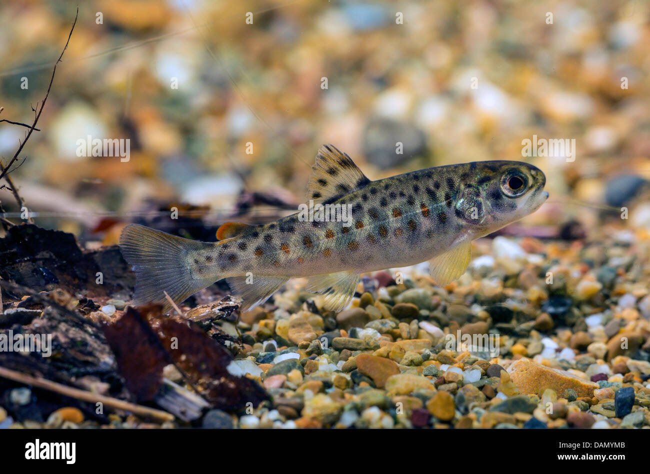Junge bachforelle -Fotos und -Bildmaterial in hoher Auflösung – Alamy