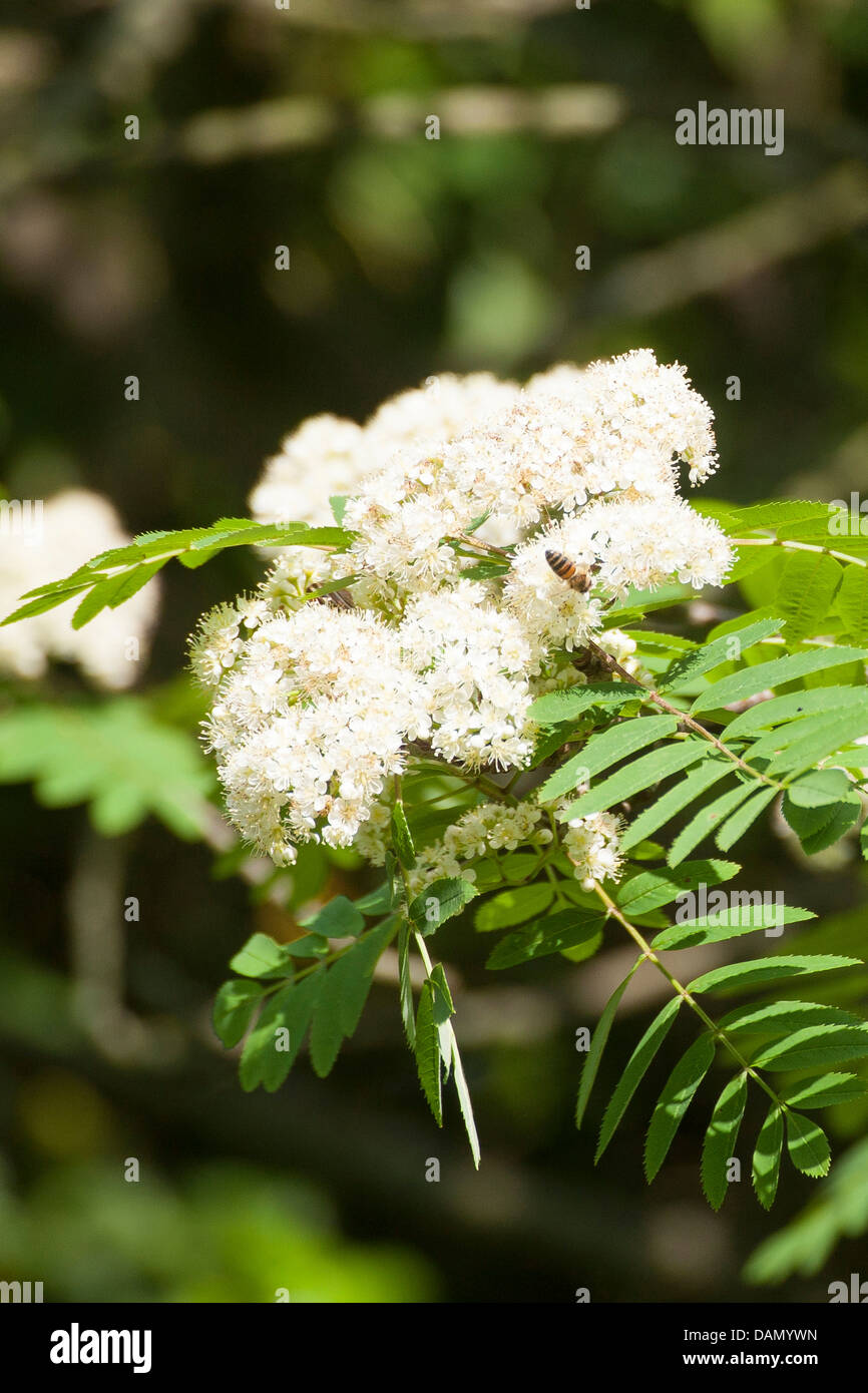 Sorbus aucuparia flowers tree -Fotos und -Bildmaterial in hoher ...