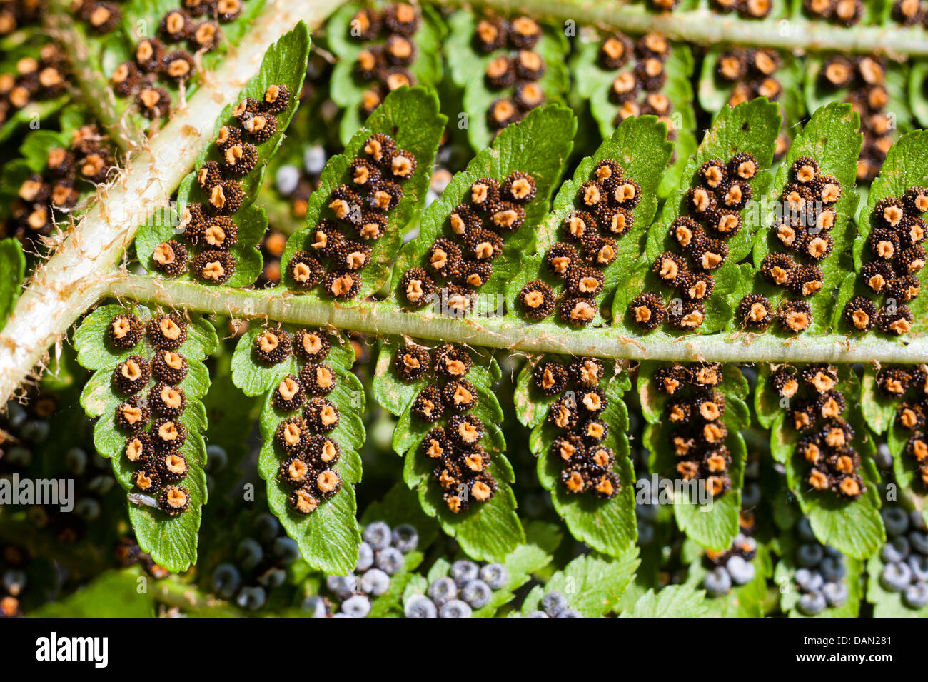 Reproduzieren Durch Sporen Stockfotos und -bilder Kaufen - Alamy