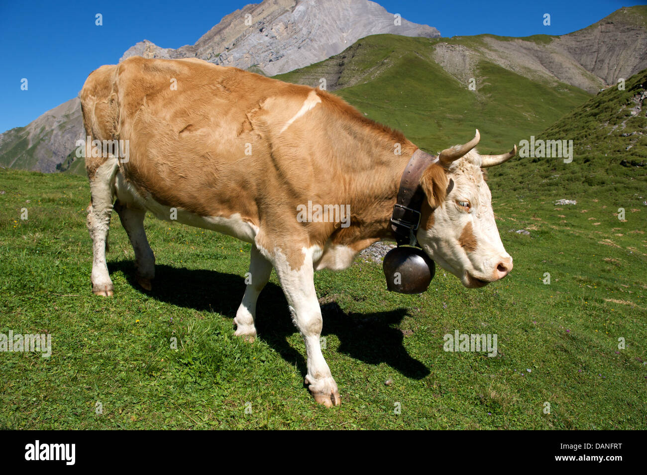 Schweizer Alpen Kuh mit einer Treichein Messingglocke um den Hals ...