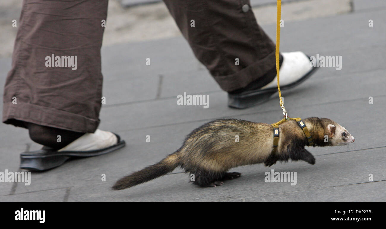 Ferret leash -Fotos und -Bildmaterial in hoher Auflösung – Alamy