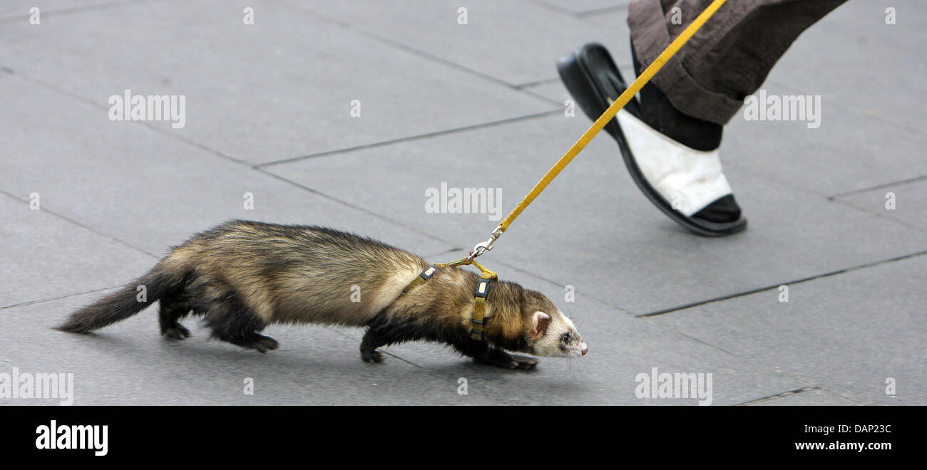 Frettchen mit besitzer -Fotos und -Bildmaterial in hoher Auflösung – Alamy