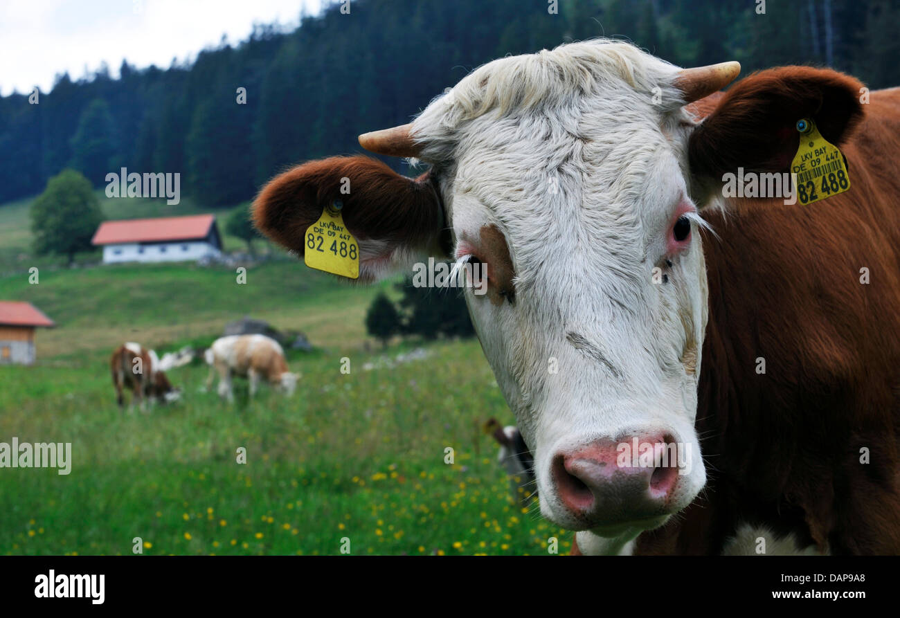 Kuh schaut in die kamera -Fotos und -Bildmaterial in hoher Auflösung ...