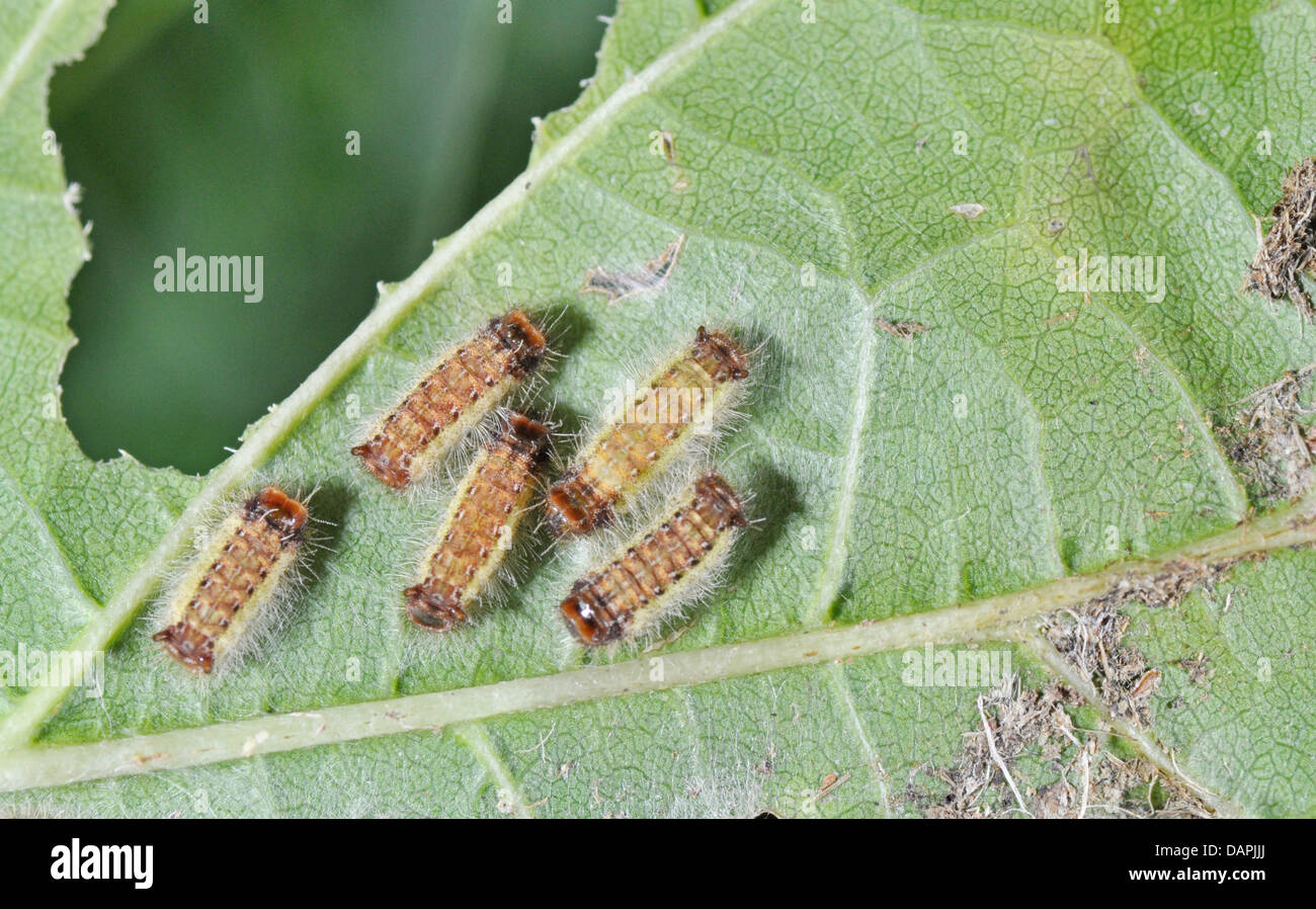 Parasiten auf insektenlarven -Fotos und -Bildmaterial in hoher ...