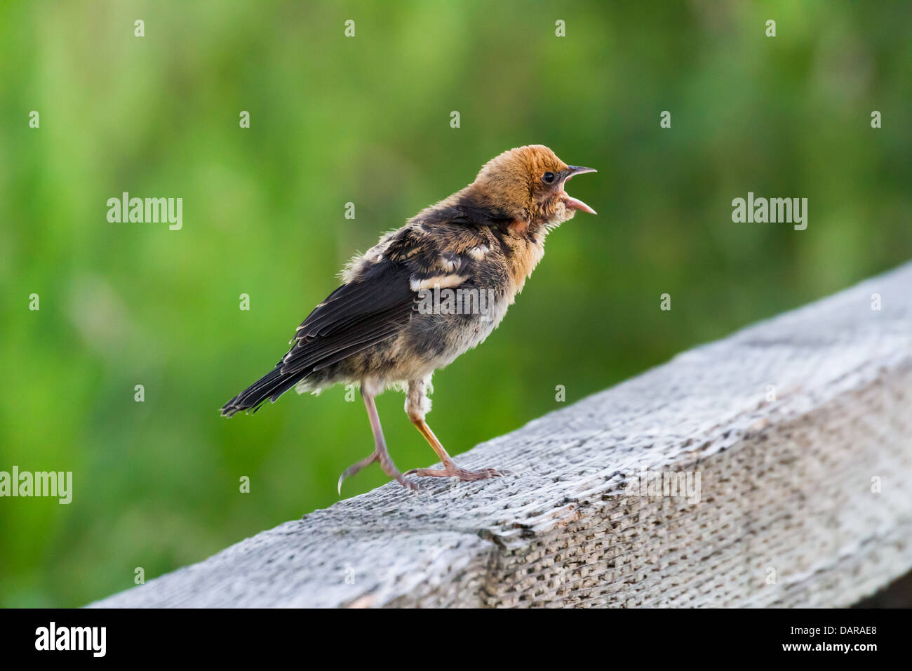 Baby amsel -Fotos und -Bildmaterial in hoher Auflösung – Alamy