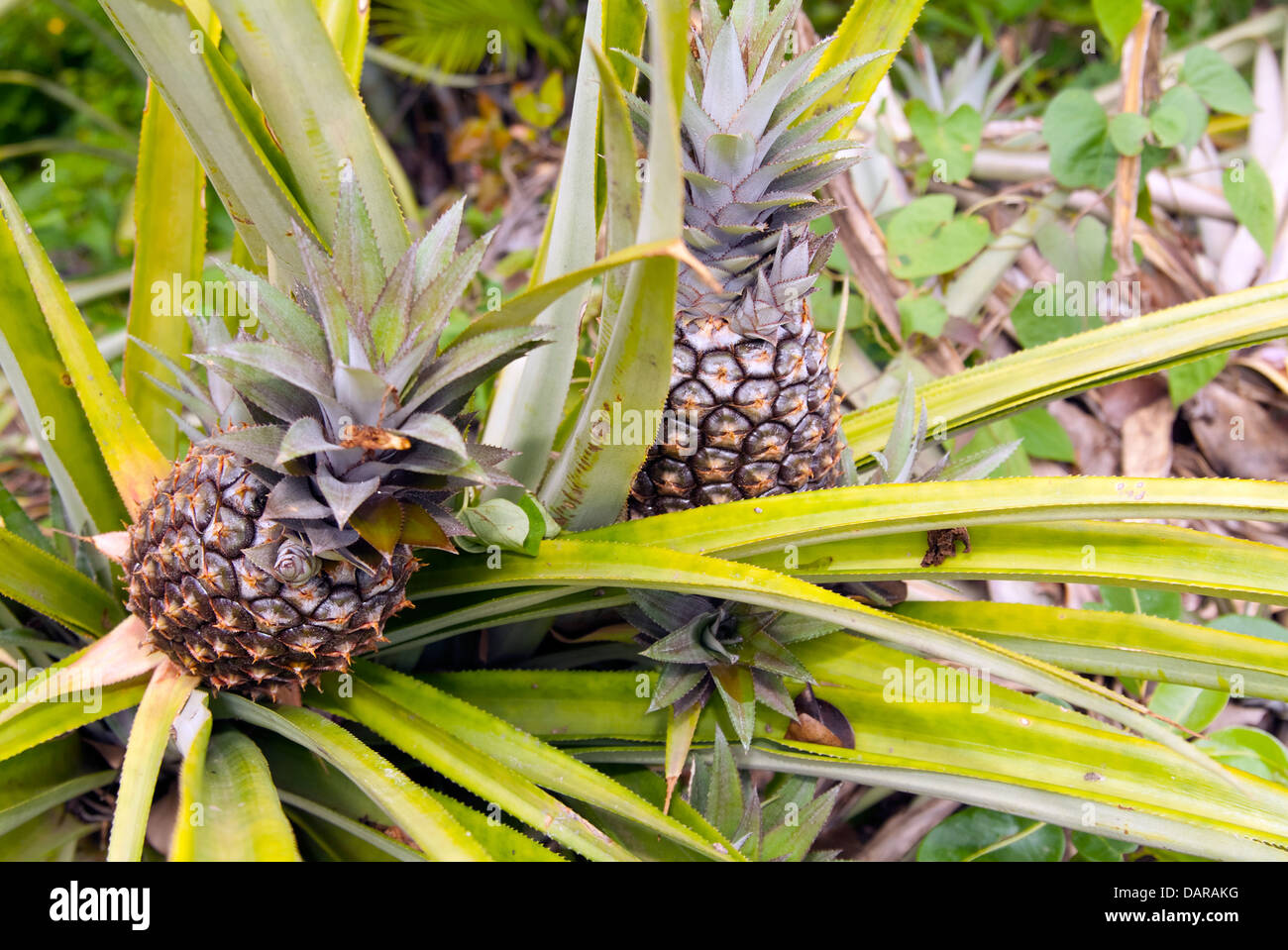 Ananas st -Fotos und -Bildmaterial in hoher Auflösung – Alamy