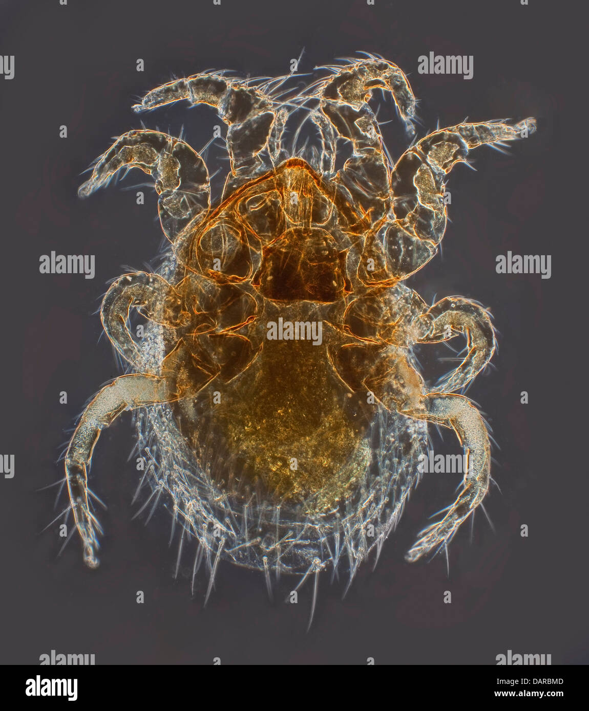 Microscope micrograph -Fotos und -Bildmaterial in hoher Auflösung – Alamy