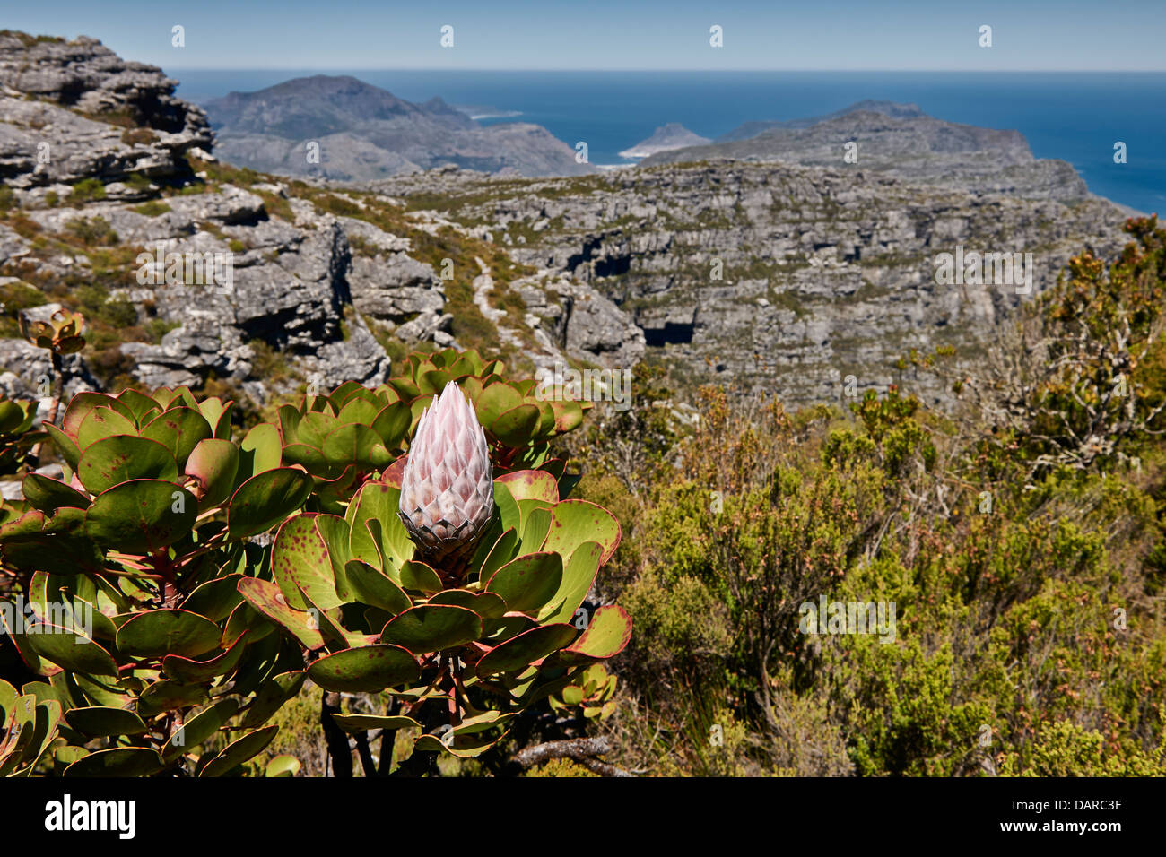 Blüte von Fynbos, Table Mountain National Park, Kapstadt, Western Cape ...