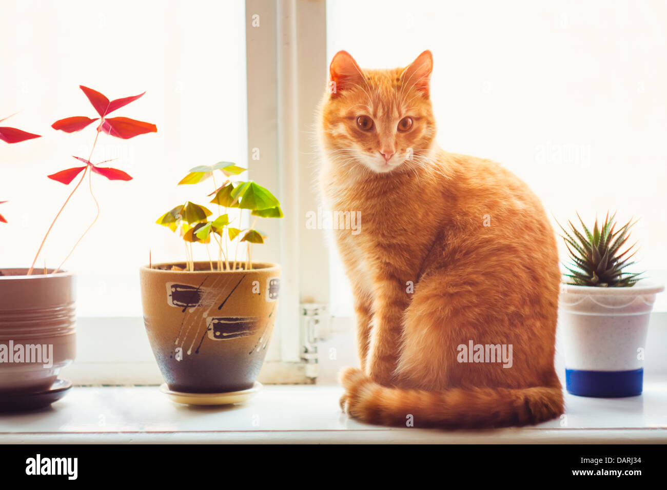 Rote Katze sitzt auf einem weißen Fensterbrett Stockfotografie - Alamy