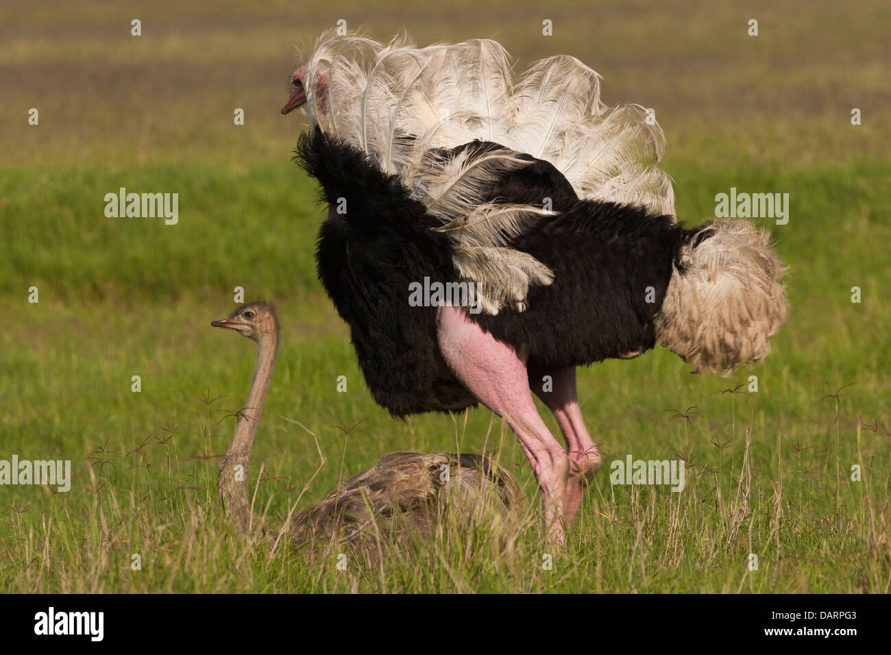 Ostrich mating display -Fotos und -Bildmaterial in hoher Auflösung – Alamy