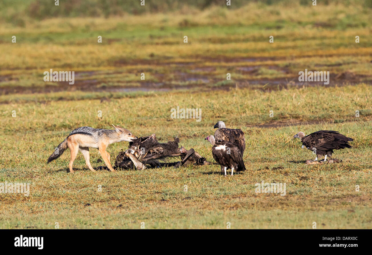 Afrika, Tansania, Serengeti. Geier und ein Black-backed oder Silber ...